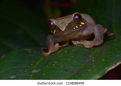 Sharp nosed tree frog : 48 images, photos et images vectorielles de ...