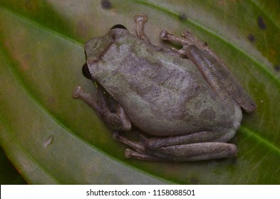 Sharp nosed tree frog : 48 images, photos et images vectorielles de ...