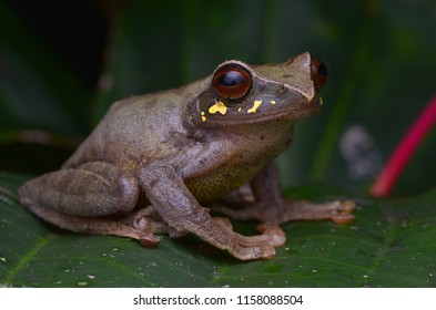 48 Sharp nosed tree frog Gambar, Foto Stok & Vektor | Shutterstock