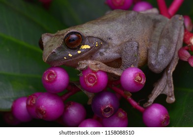48 afbeeldingen voor Sharp nosed tree frog: afbeeldingen, stockfoto‘s ...