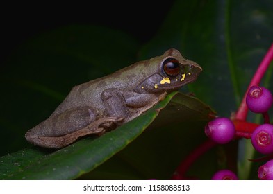 48 afbeeldingen voor Sharp nosed tree frog: afbeeldingen, stockfoto‘s ...