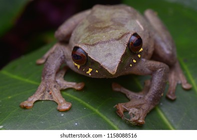 48 afbeeldingen voor Sharp nosed tree frog: afbeeldingen, stockfoto‘s ...