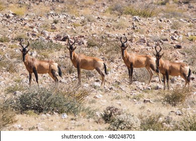 40 "rooi hartebees" Images, Stock Photos & Vectors | Shutterstock