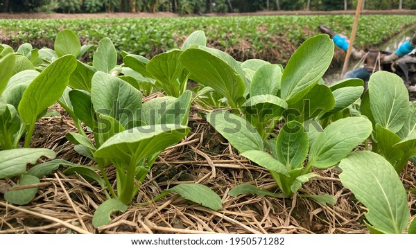 Close Image Vegetables Growing Large Plots Stock Photo 1950571282 ...