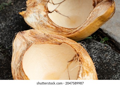 1,160 Endosperme Images, Stock Photos & Vectors | Shutterstock