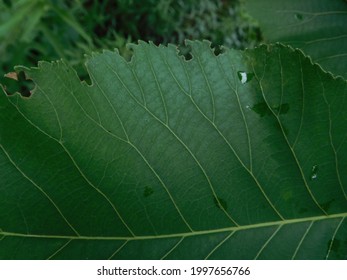 1,856 Jagged edge leaves Images, Stock Photos & Vectors | Shutterstock