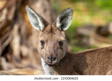 3,350 Relaxed kangaroo Images, Stock Photos & Vectors | Shutterstock