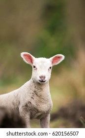 Lamb Close Portrait Stock Photo (Edit Now) 620156498
