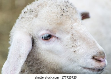 Close Lambs Head Stock Photo 177925925 | Shutterstock