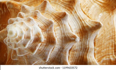 Close Large Conch Shell Stock Photo 1199633572 | Shutterstock