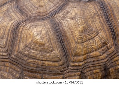 Texture Tortoise Shell Background Golden Turtle Stock Photo (Edit Now ...