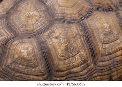 Closedup Shell African Spurred Tortoise Stock Photo 1635326863 ...