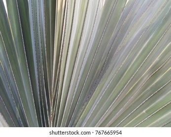Close Leaf Palmetto Texture Pattern Stock Photo 767665954 | Shutterstock
