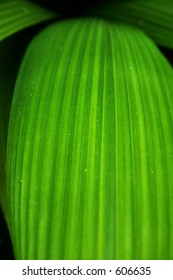 1,181 Parallel veins Images, Stock Photos & Vectors | Shutterstock