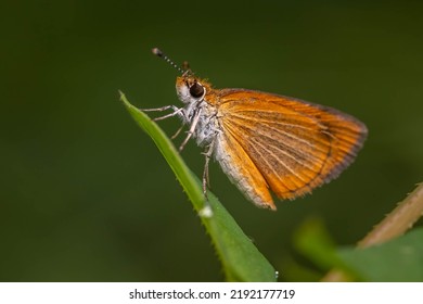 87 Numitor Images, Stock Photos & Vectors | Shutterstock