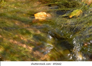 92 Luminous Algae Images, Stock Photos & Vectors | Shutterstock