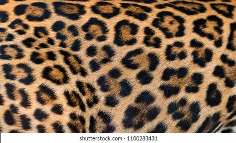 10,396 Leopard Fur Close Up Images, Stock Photos & Vectors | Shutterstock