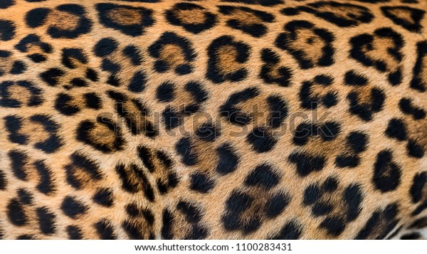 Close Leopard Fur Background Stock Photo (Edit Now) 1100283431