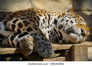 1,075 Black panther sleep Images, Stock Photos & Vectors | Shutterstock