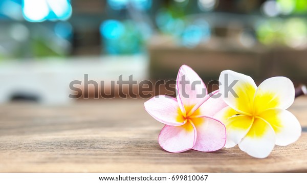 Close Light Pink Yellow Plumaria On Stock Photo 699810067 | Shutterstock Close Light Pink Yellow Plumaria On Stock Photo 699810067 | Shutterstock