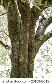 Close Log Olive Tree Stock Photo 2018346515 | Shutterstock