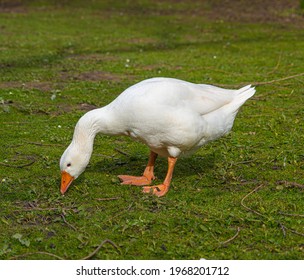 Close Low Level View Embden Emden Stock Photo 1968201712 | Shutterstock