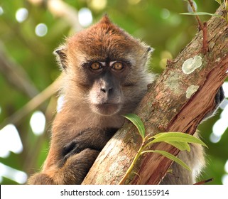 Close Macaque Monkey Staring Camera Stock Photo 1501155914 | Shutterstock