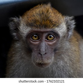 "staring_monkey" Images, Stock Photos & Vectors | Shutterstock