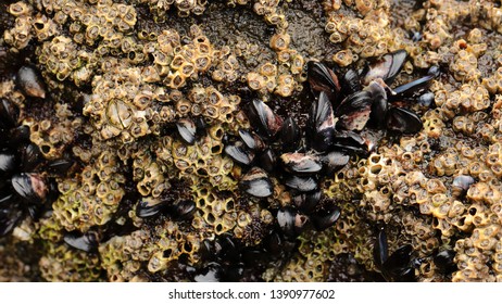 Barnacle Images, Stock Photos & Vectors | Shutterstock