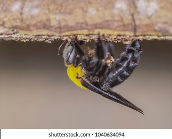Close Macro Carpenter Bee Making Nest Stock Photo 1040634094 | Shutterstock