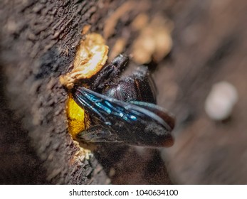 Close Macro Carpenter Bee Making Nest Stock Photo 1040634100 | Shutterstock