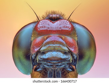 1,007 imágenes de Dragonfly mouth - Imágenes, fotos y vectores de stock ...