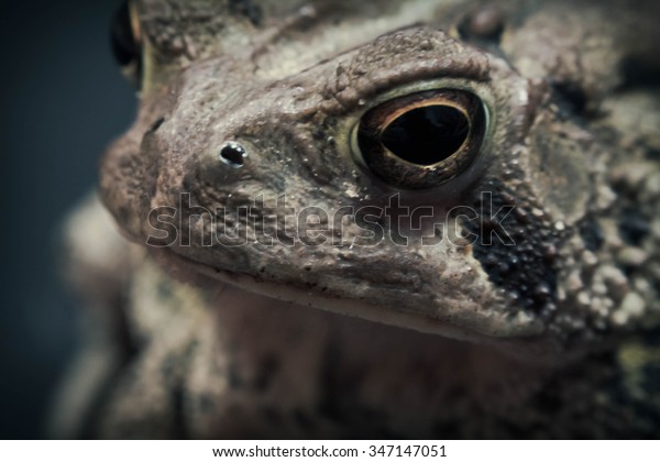 Close Macro Grumpy Toads Giant Yellow Stock Photo (Edit Now) 347147051