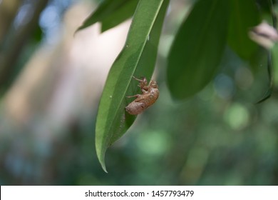 19 Stink bug singapore Images, Stock Photos & Vectors | Shutterstock