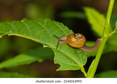 Close Macro Image Snail Moving On Stock Photo 2145014993 | Shutterstock