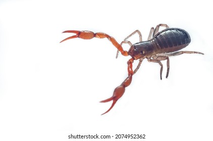 148 False scorpion Images, Stock Photos & Vectors | Shutterstock