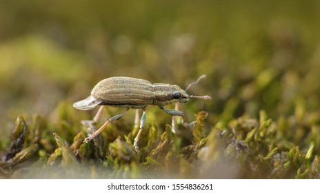 389 Elephant weevil Images, Stock Photos & Vectors | Shutterstock