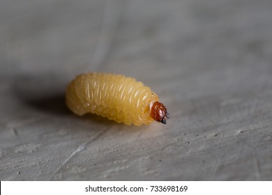 Close Maggot Stock Photo (Edit Now) 733698169