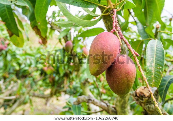 9.301 Red Mango Tree Bilder, Stockfotos und Vektorgrafiken | Shutterstock