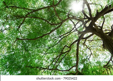 2,340,432 Close up trees Images, Stock Photos & Vectors | Shutterstock