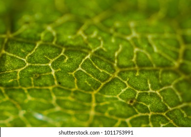 14,383 Leaf microscope 图片、库存照片和矢量图 | Shutterstock