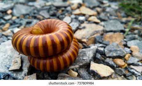 Close Millipede Shell Foto de stock 737809588 | Shutterstock
