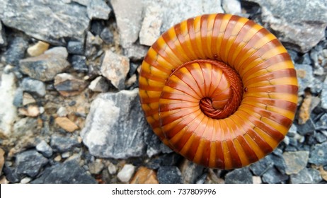 Close Millipede Shell Foto de stock 737809588 | Shutterstock
