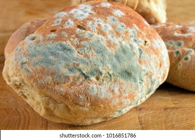 6,311 Moldy bread Images, Stock Photos & Vectors | Shutterstock