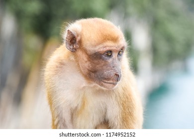 Close Monkey Face Stock Photo (Edit Now) 1174952152