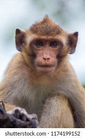 1,086 Chinese Macaque Images, Stock Photos & Vectors | Shutterstock
