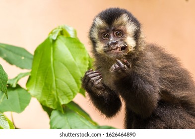 667 Monkey Making Faces Images, Stock Photos & Vectors | Shutterstock