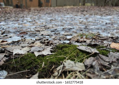 521 Mossy patches Images, Stock Photos & Vectors | Shutterstock