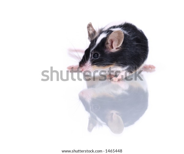 Close Mouse Reflection Isolated On White Stock Photo 1465448 | Shutterstock