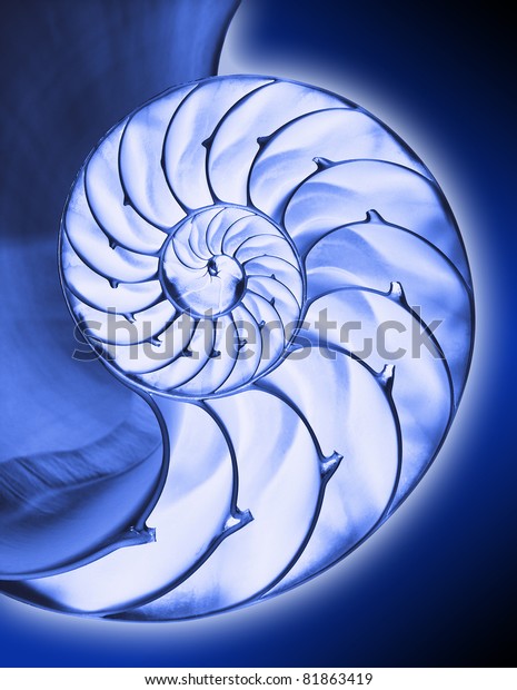 Close Nautilus Shell Interior Blue Stock Photo (Edit Now) 81863419